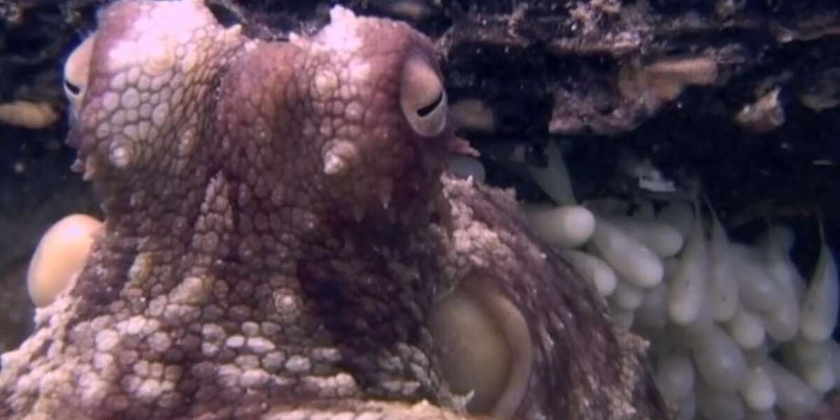 Octopuses Make The BEST Moms - Videos - The Dodo