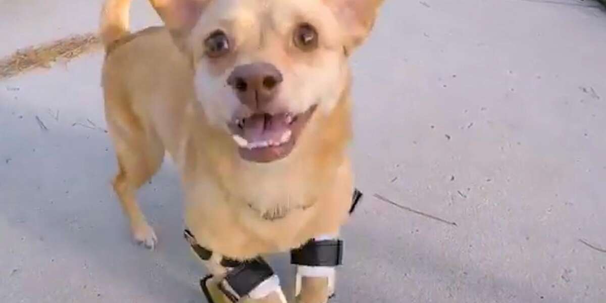 She Couldn’t Walk, But Now She Can RUN - The Dodo