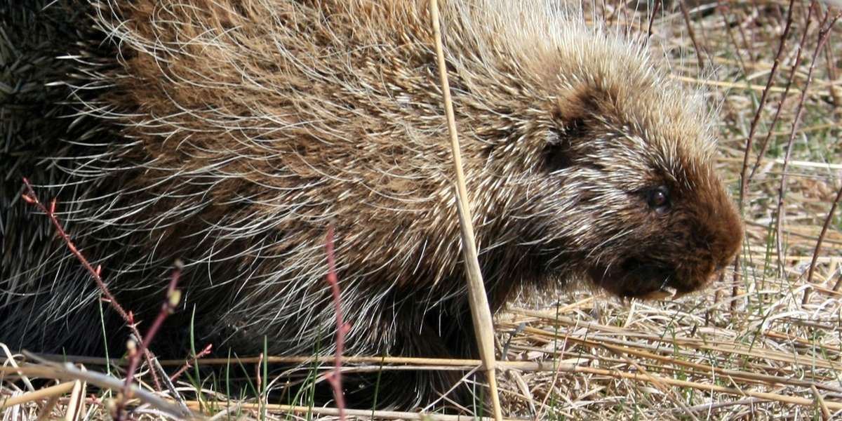 Passing Motorist Delivers Baby Porcupine By C-Section After Its Mother ...