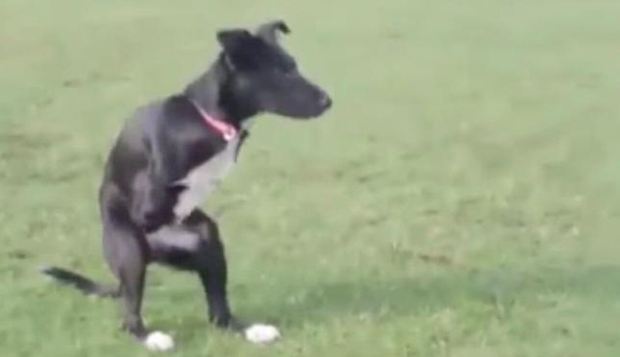 How Old Was Faith The 2 Legged Dog