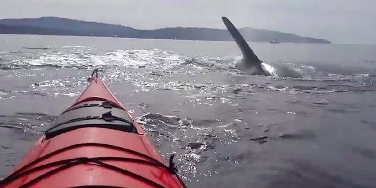 Wild Orcas Give Kayaker The Most Exciting Experience Of Her Life - The Dodo
