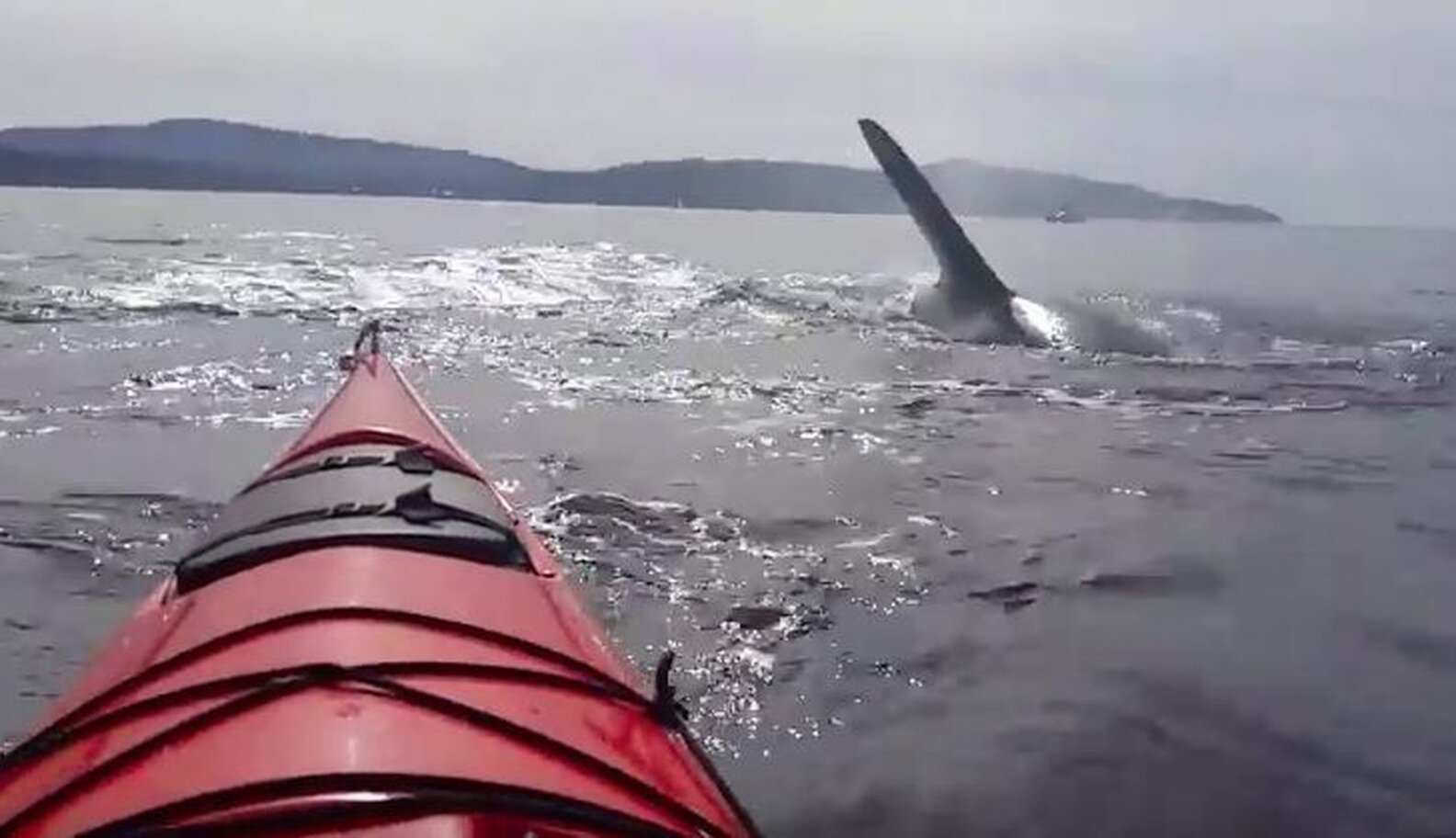 Wild Orcas Give Kayaker The Most Exciting Experience Of Her Life - The Dodo