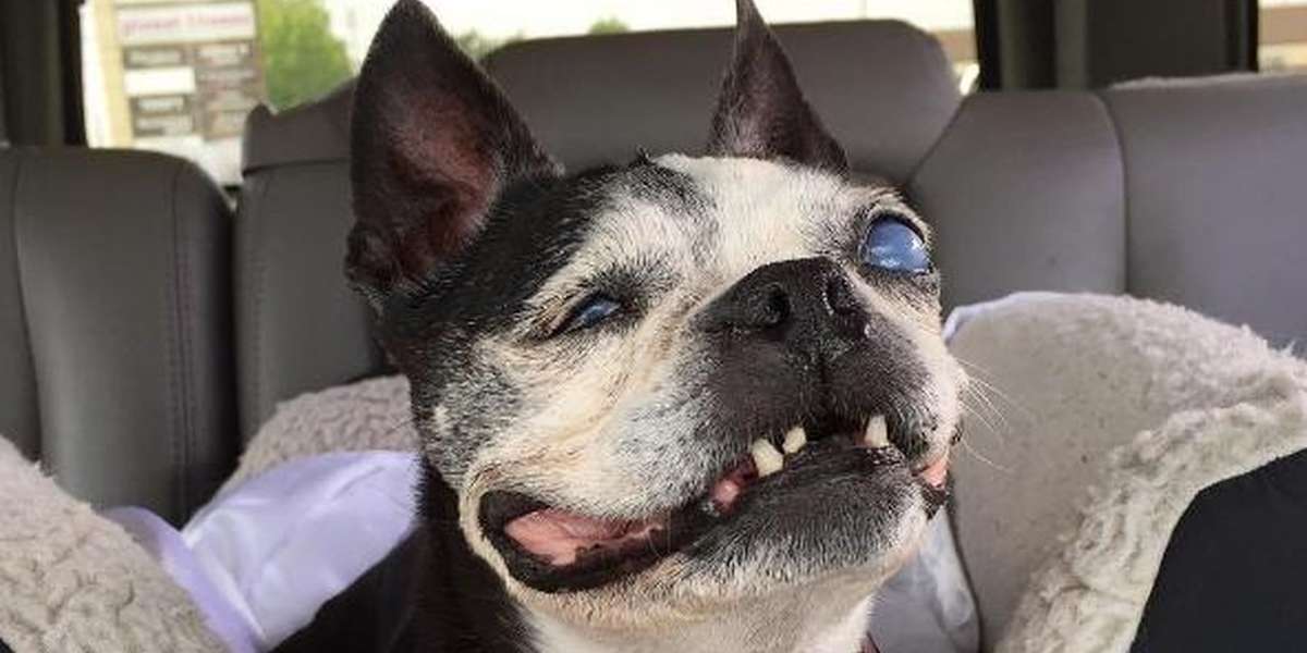 Blind Dog With Missing Teeth Still Bosses Her Family Around - The Dodo
