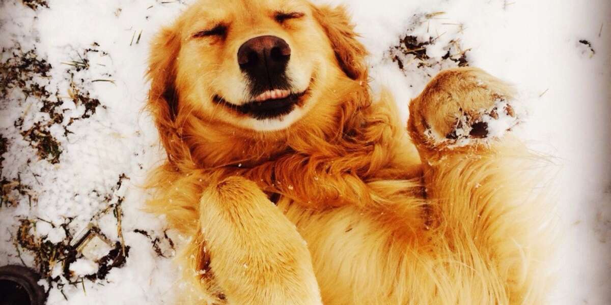 12 Puppies Investigate Snow ... And Decide It's The Greatest Thing Ever ...
