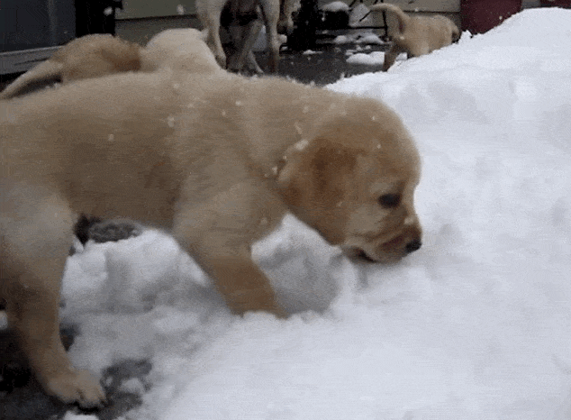 12 Puppies Investigate Snow ... And Decide It's The Greatest Thing Ever ...