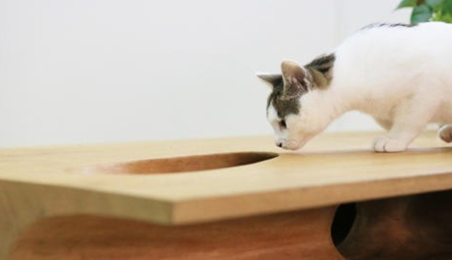 Designers Finally Invent A Table Catered For Cats - The Dodo