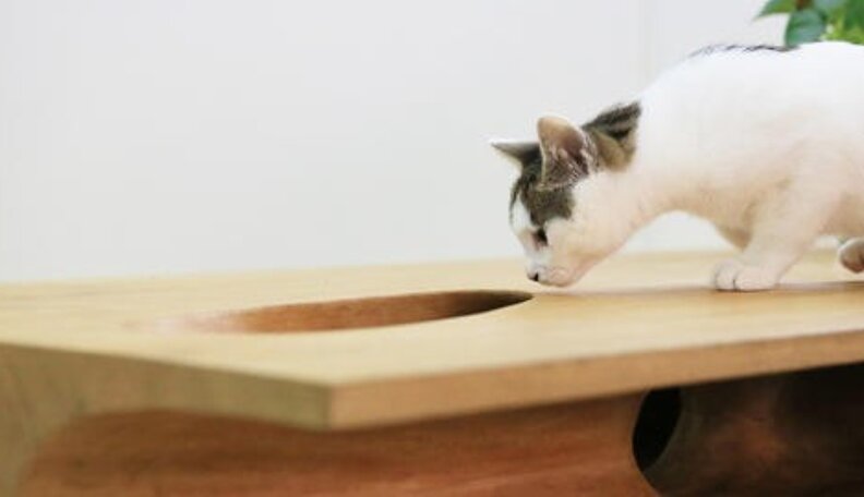 Designers Finally Invent A Table Catered For Cats - The Dodo