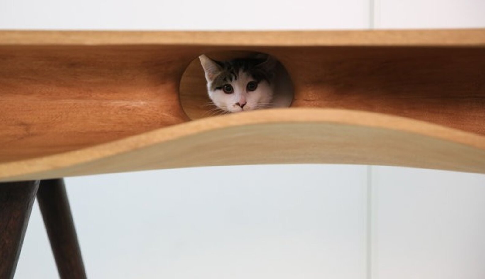 Designers Finally Invent A Table Catered For Cats - The Dodo
