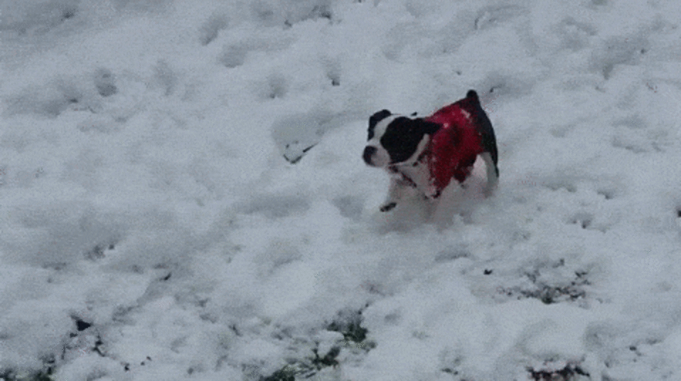 12 Puppies Investigate Snow ... And Decide It's The Greatest Thing Ever ...