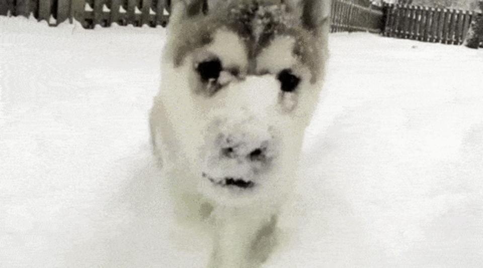 12 Puppies Investigate Snow ... And Decide It's The Greatest Thing Ever ...