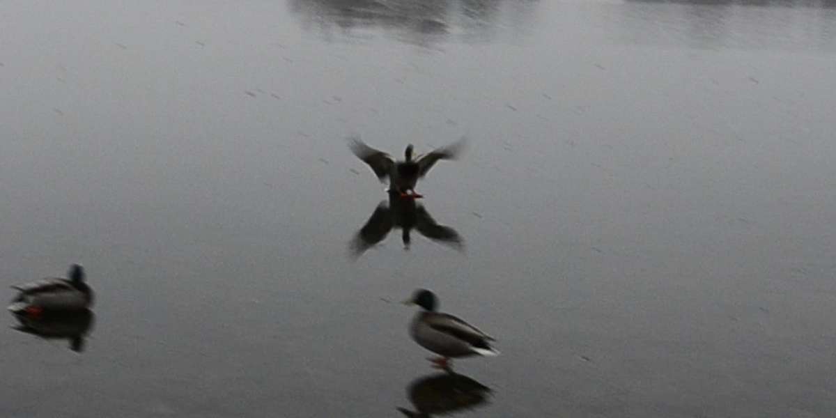 Duck Has A Total Excitement Fail - The Dodo