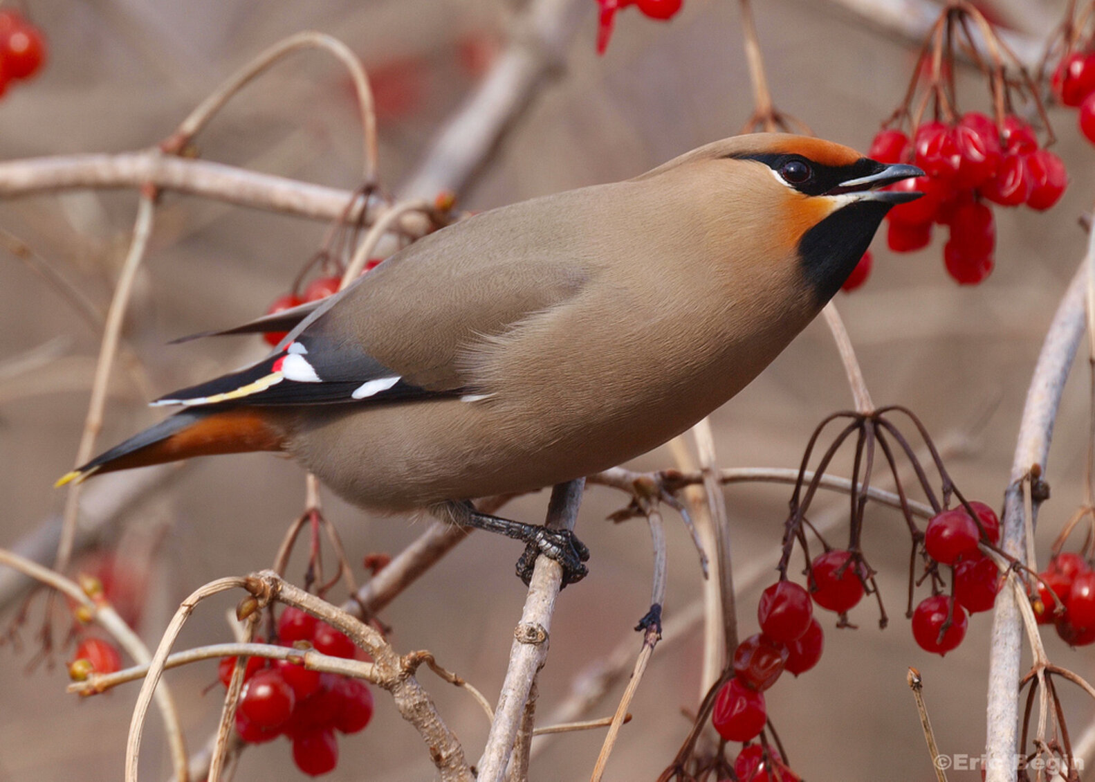 Animals Who Guzzle Alcohol Like Every Day Is A Mardi Gras Party - The Dodo
