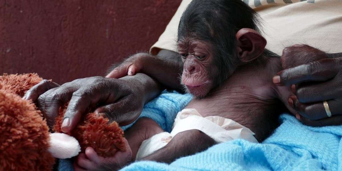 I Fell In Love With The Most Resilient Baby Chimp - The Dodo