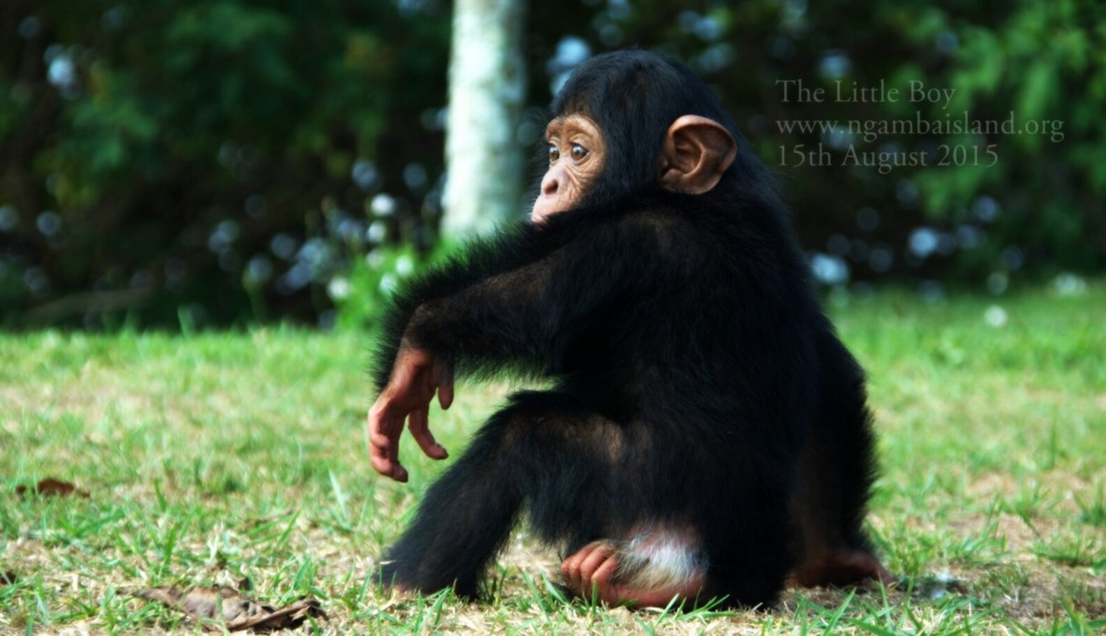 I Fell In Love With The Most Resilient Baby Chimp - The Dodo