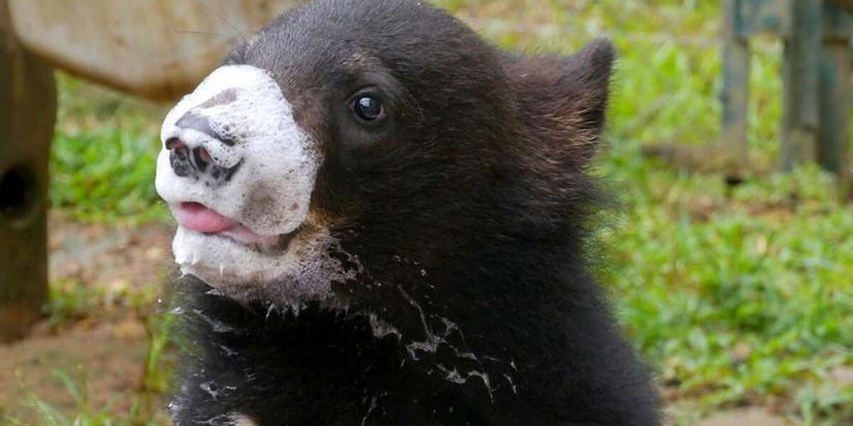 Baby Bear's Life Just Went From Bleak To ADORABLE - The Dodo