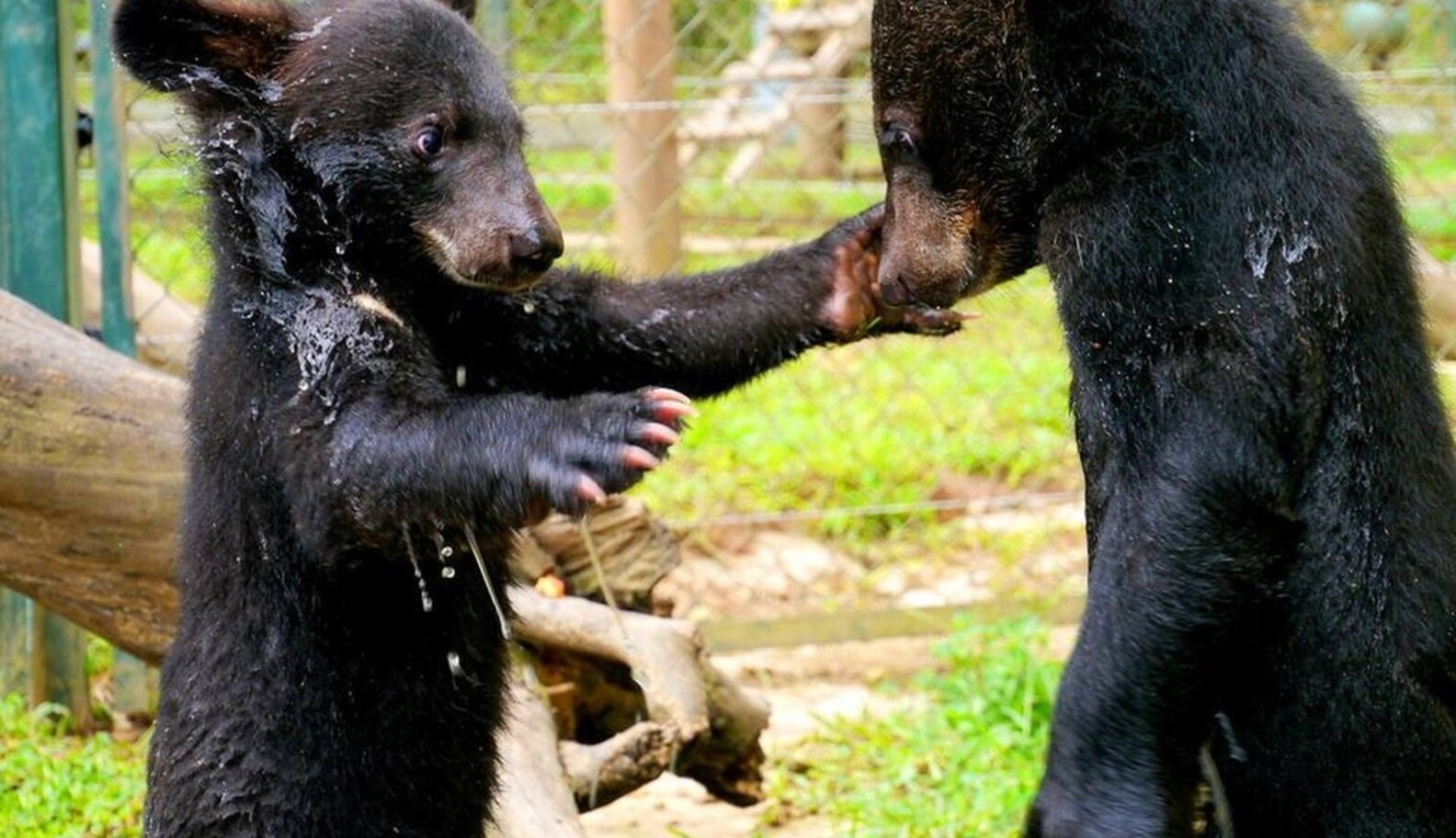 Baby Bear's Life Just Went From Bleak To ADORABLE - The Dodo