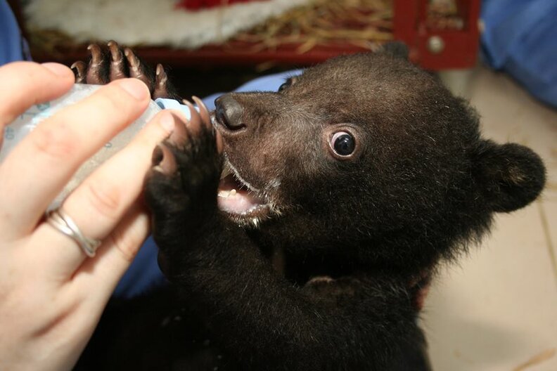 Baby Bear's Life Just Went From Bleak To ADORABLE - The Dodo
