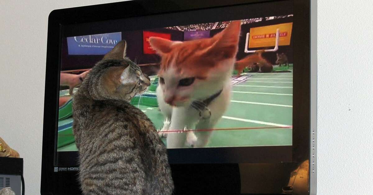 17 Cats Who Think You Watch Too Much TV - The Dodo