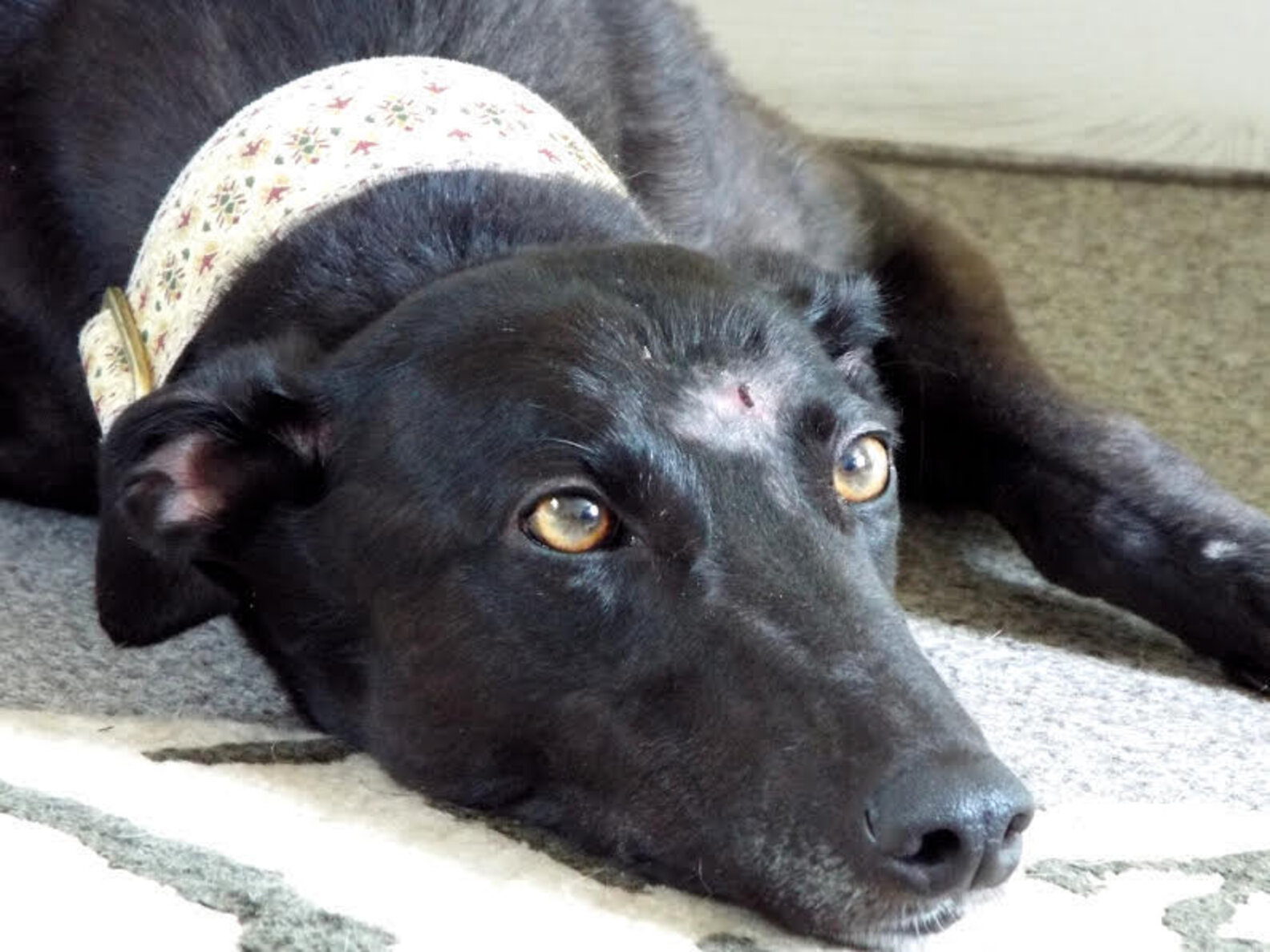 Dog Rescued From Dark Past Snuggles Up In A Bathrobe - The Dodo