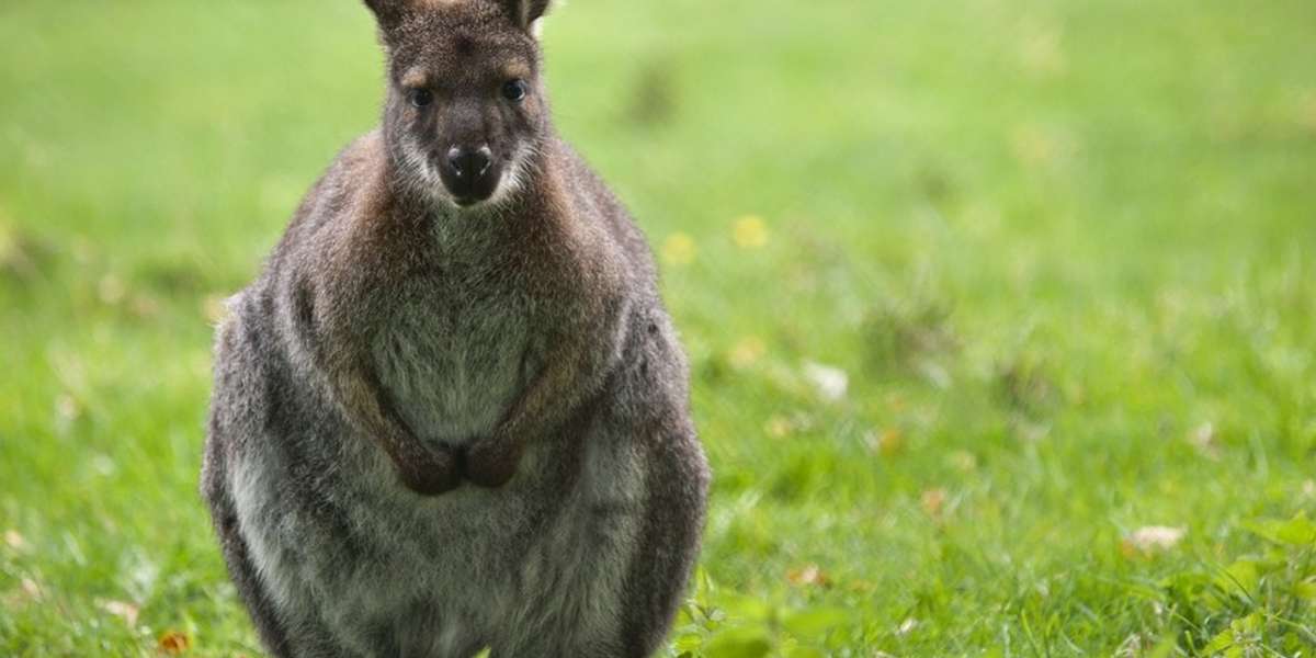 Another National Zoo Death: Wallaby Euthanized Amid Allegations - The Dodo