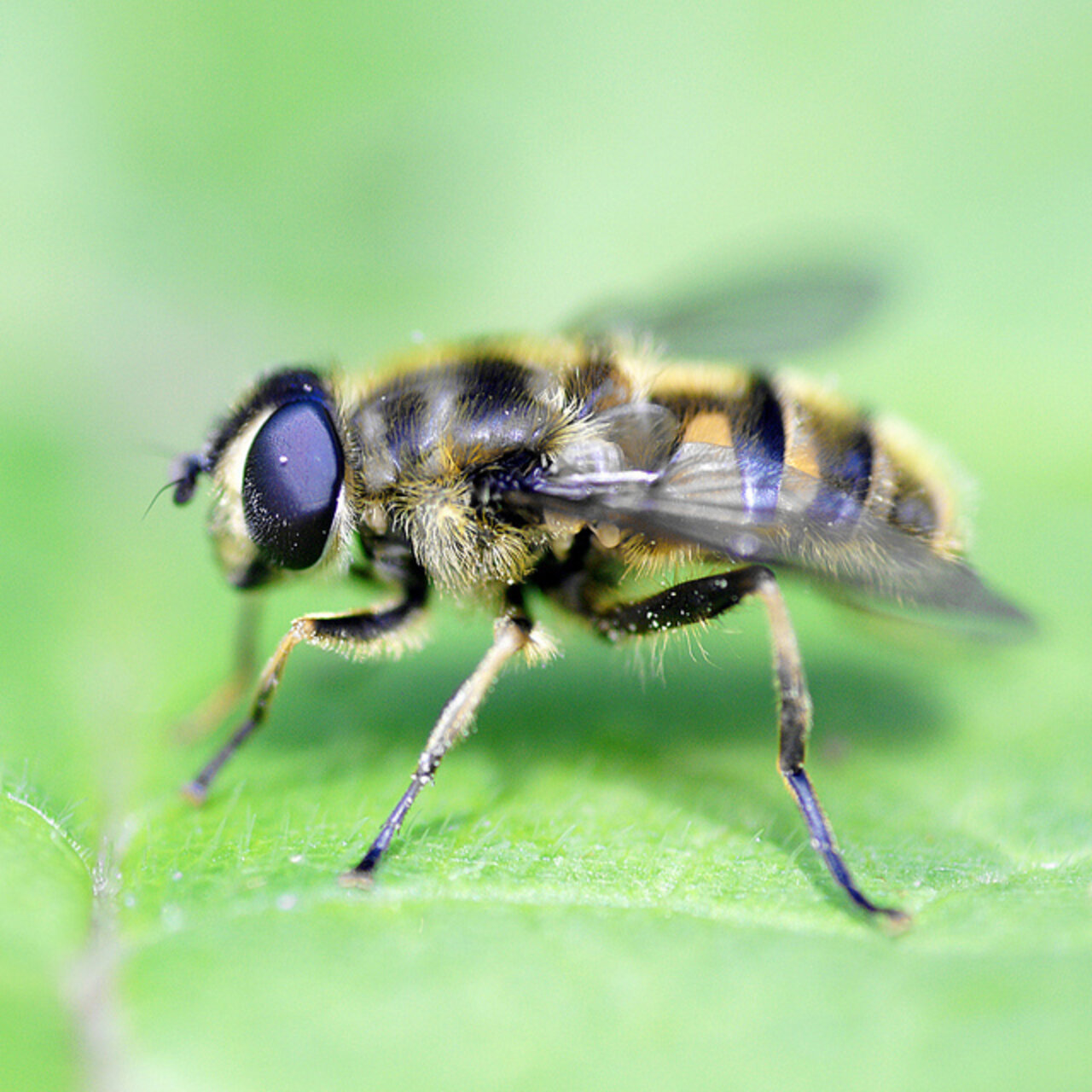 Insect Mimicry: Top 10 Masters Of Disguise - The Dodo