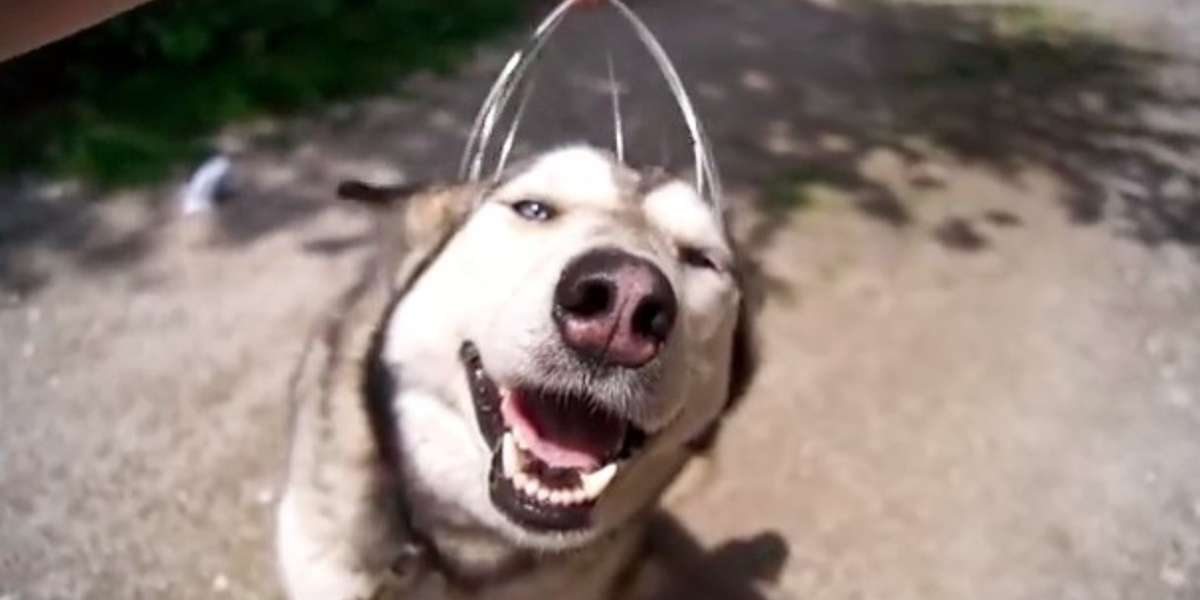 Watch A Husky Enjoy His Heavenly Head Massage - The Dodo