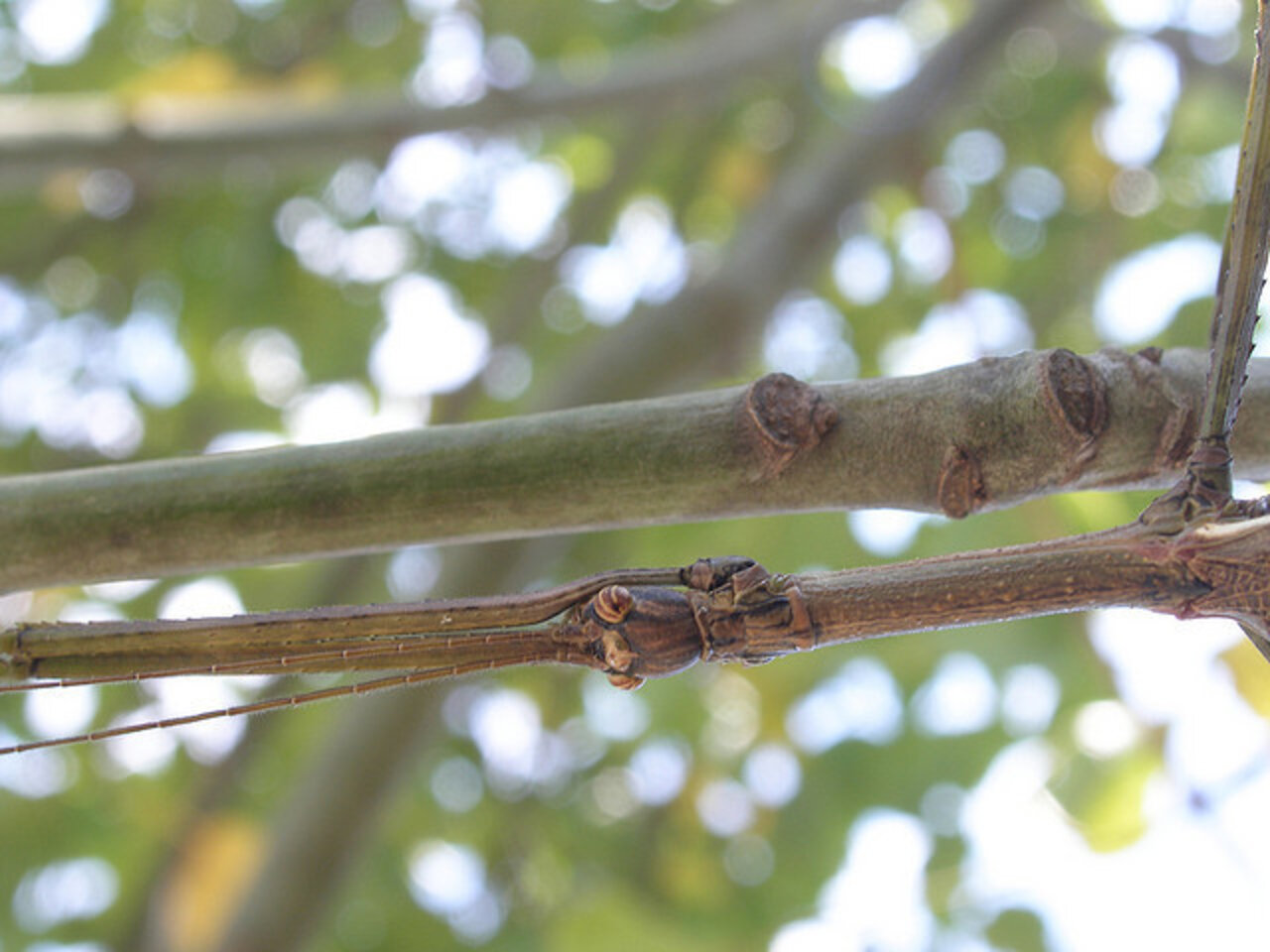 Insect Mimicry: Top 10 Masters Of Disguise - The Dodo