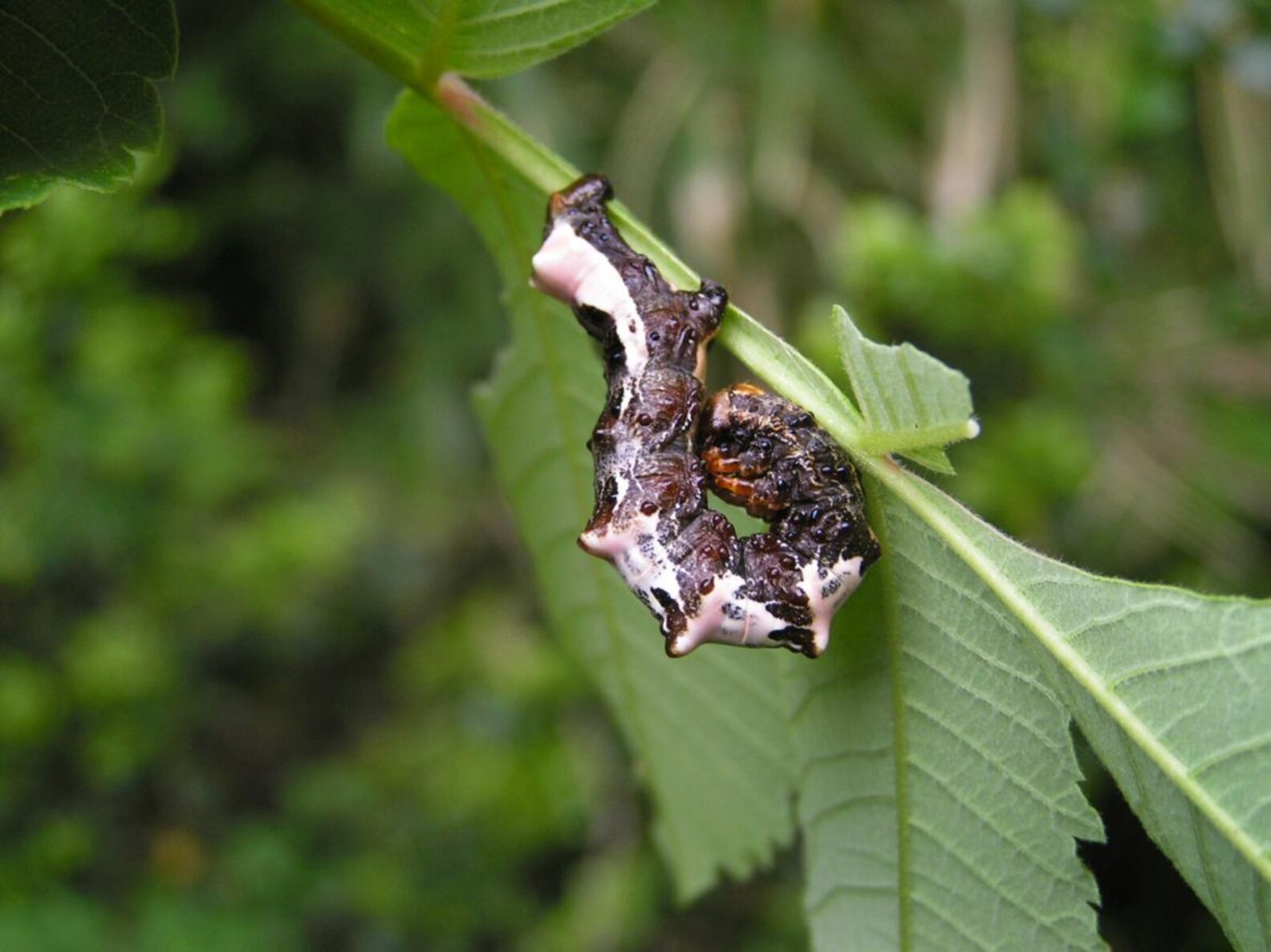 Insect Mimicry: Top 10 Masters Of Disguise - The Dodo