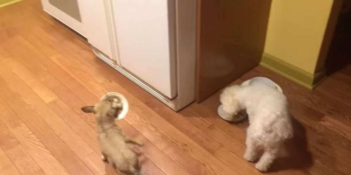 Little Rescue Dog Refuses To Eat Dinner Alone - The Dodo