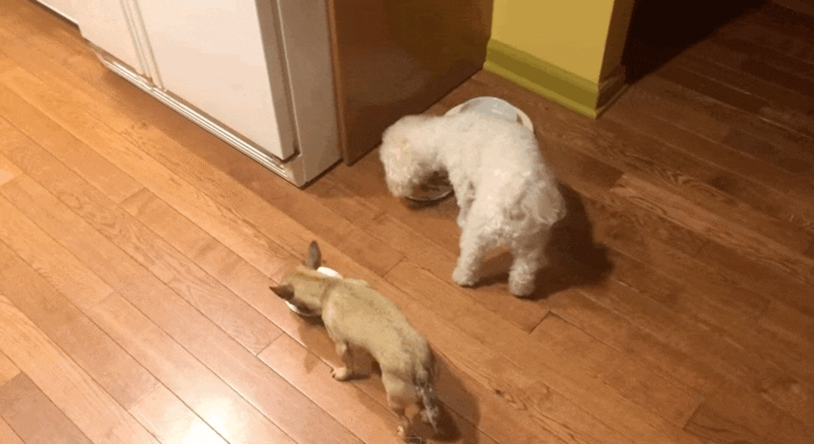 Little Rescue Dog Refuses To Eat Dinner Alone - The Dodo