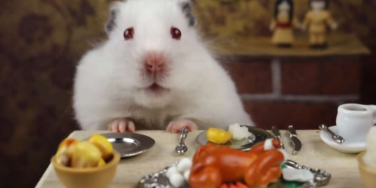 Hamster Eats Thanksgiving Dinner - The Dodo