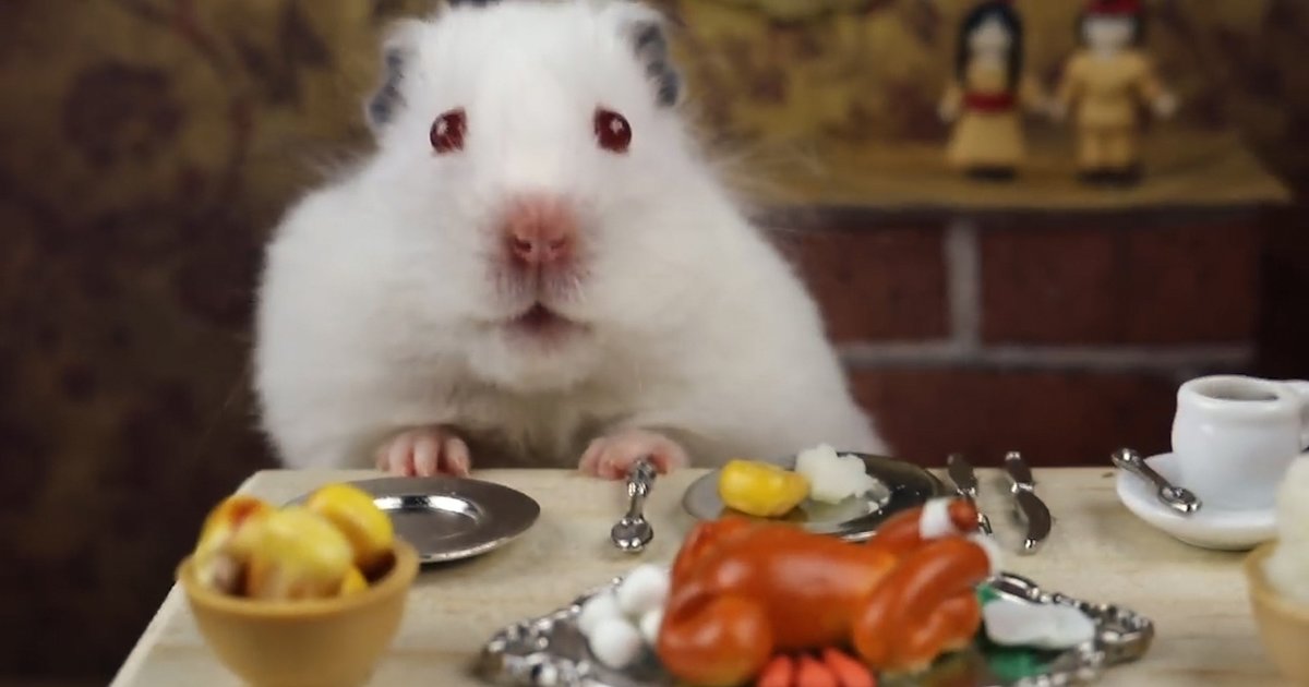 Hamster Eats Thanksgiving Dinner - The Dodo