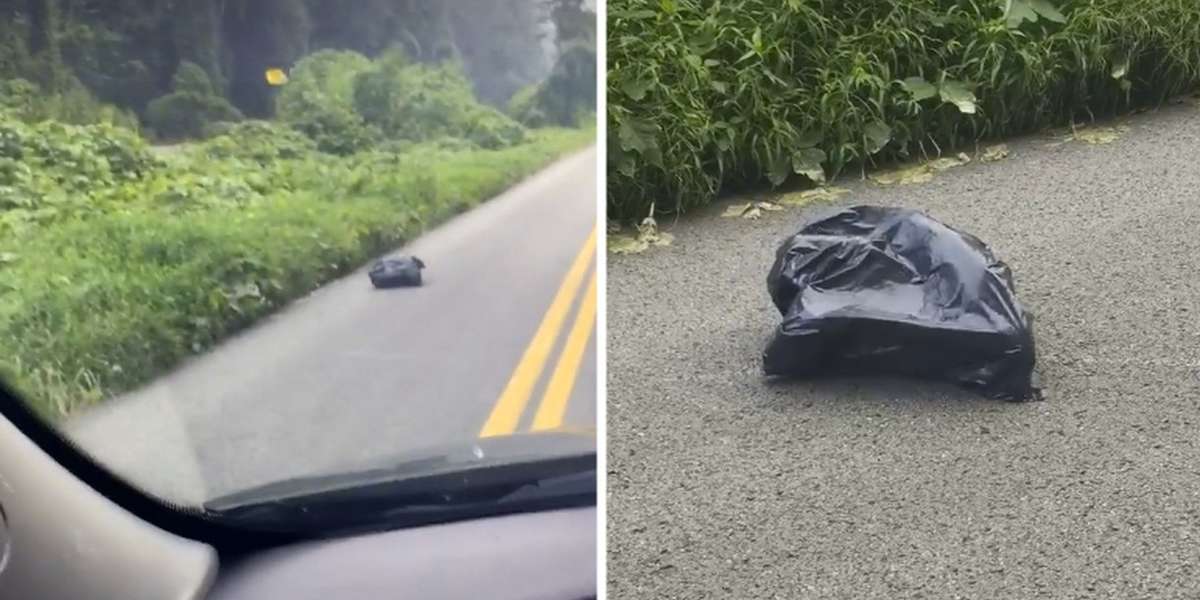 Driver Shocked To Discover Why Trash Bag In Road Was Moving - The Dodo