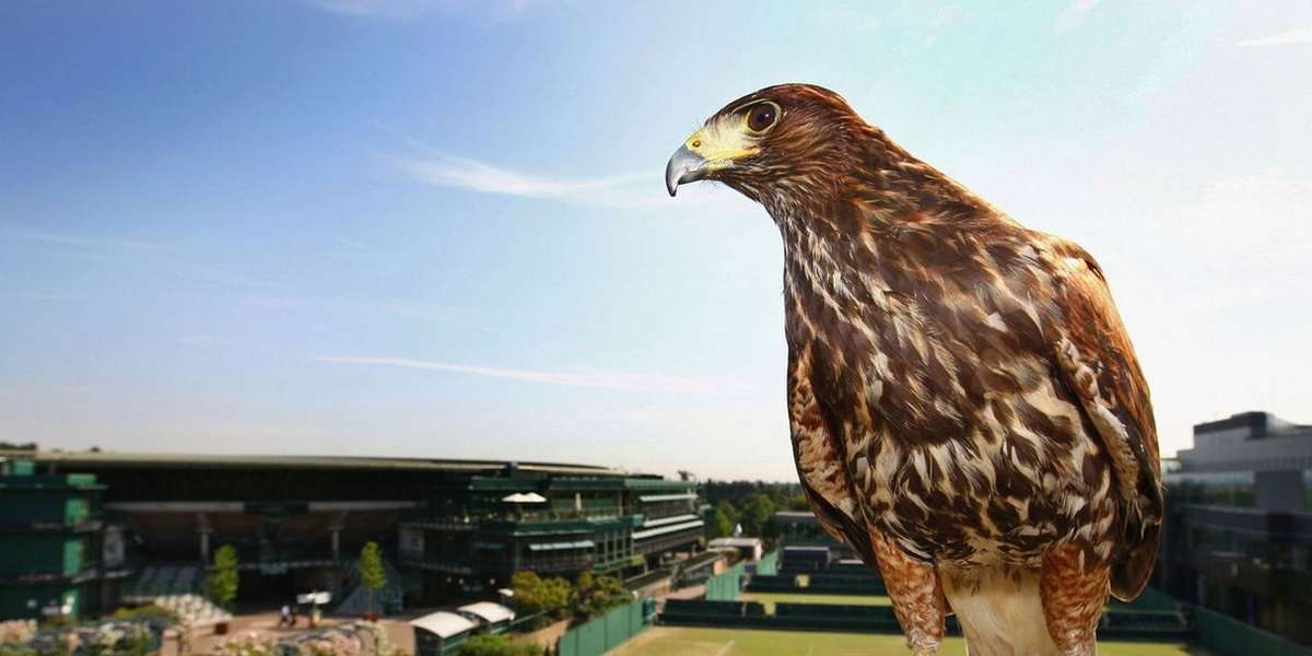 Rufus The Hawk Is The Hardest Working Bird In Tennis - The Dodo