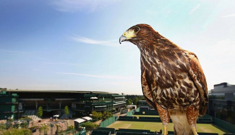 Rufus The Hawk Is The Hardest Working Bird In Tennis - The Dodo