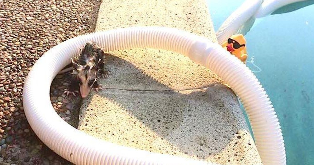 Scared Opossum Clings To Pool Hose All Night So She Won't Drown - The Dodo