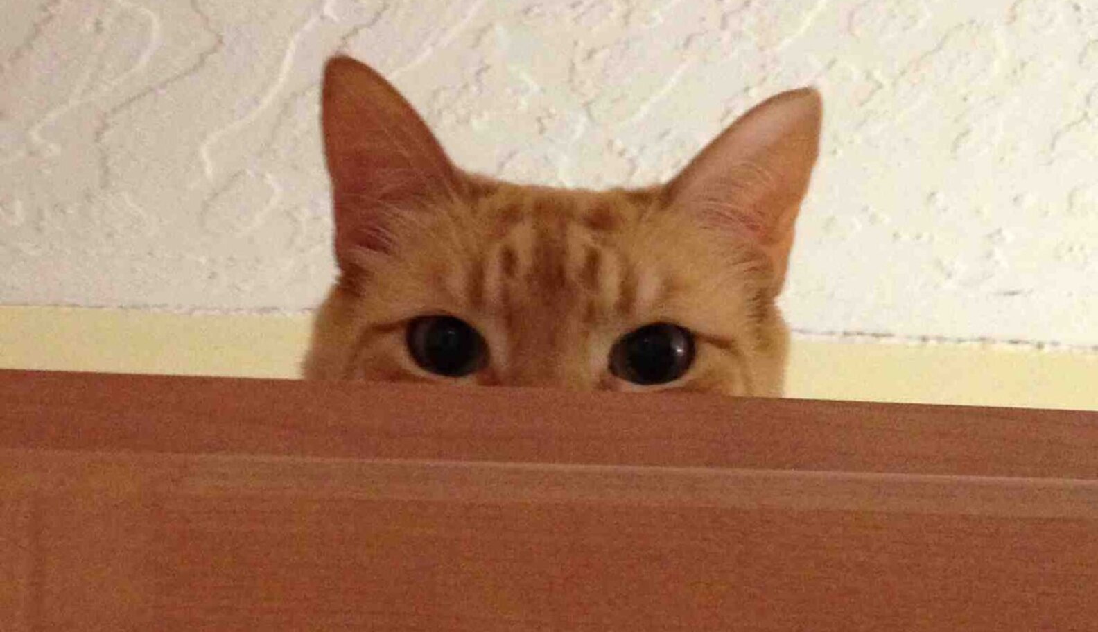 11 Cats Who Are Probably Plotting Against You - The Dodo
