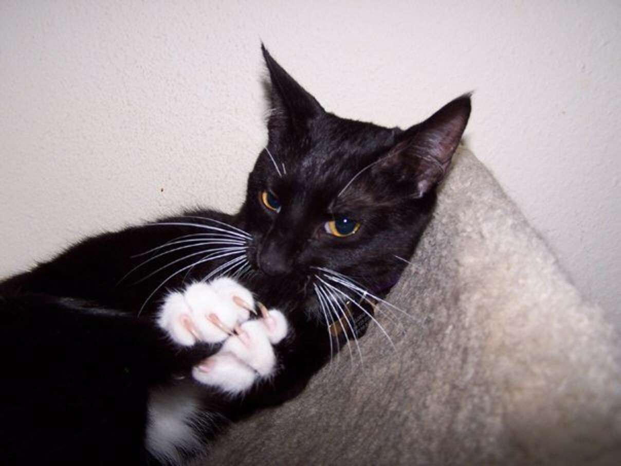 11 Cats Who Are Probably Plotting Against You - The Dodo 11 Cats Who Are Probably Plotting Against You - The Dodo