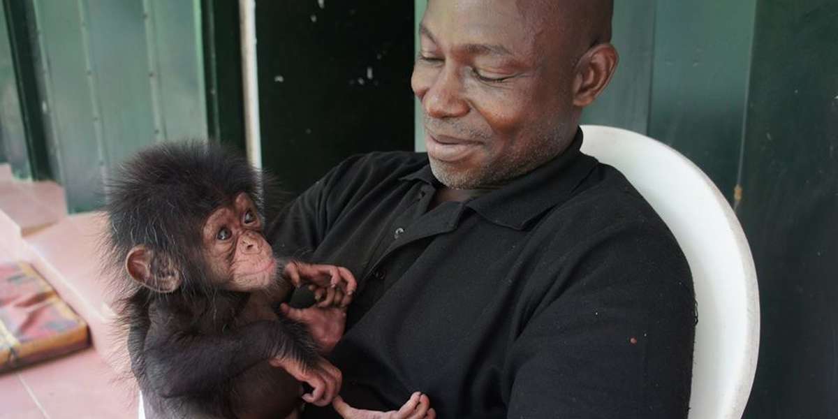 Baby Chimp Makes New Friends While He Waits To Reunite With Mom - The Dodo