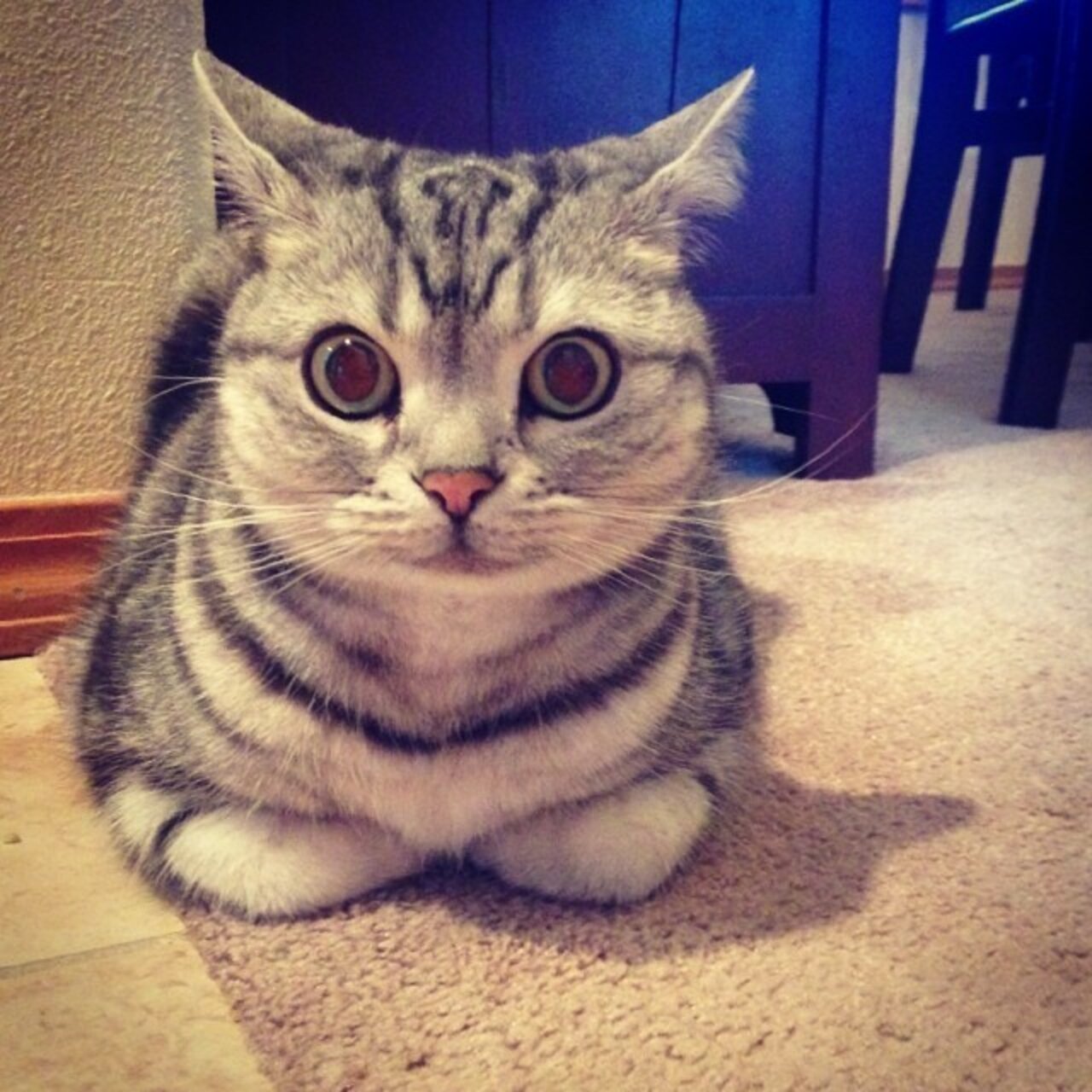 11 Cats Who Are Probably Plotting Against You - The Dodo