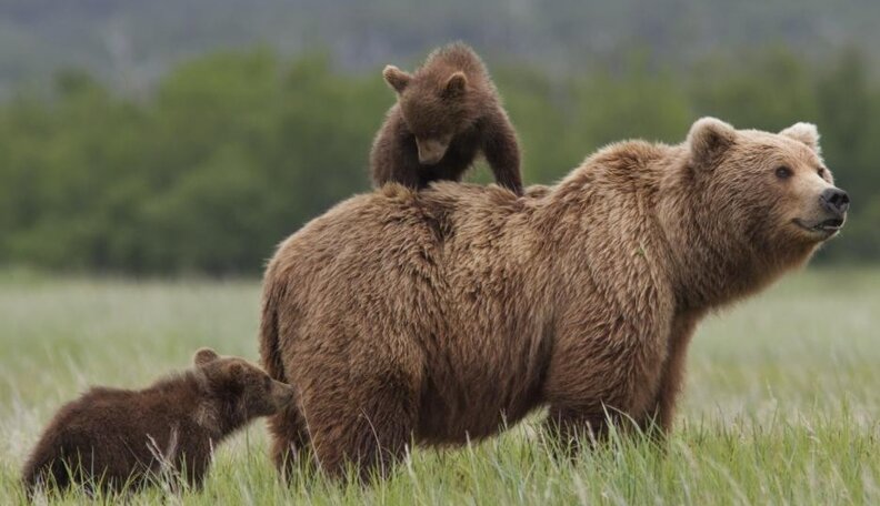 "Bears": A Stunning Look At One Animal Family From Disneynature - The Dodo