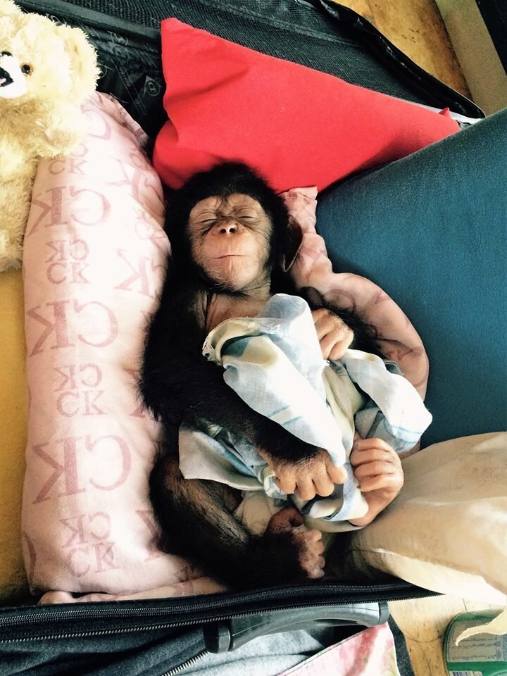 Baby Chimp Makes New Friends While He Waits To Reunite With Mom - The Dodo