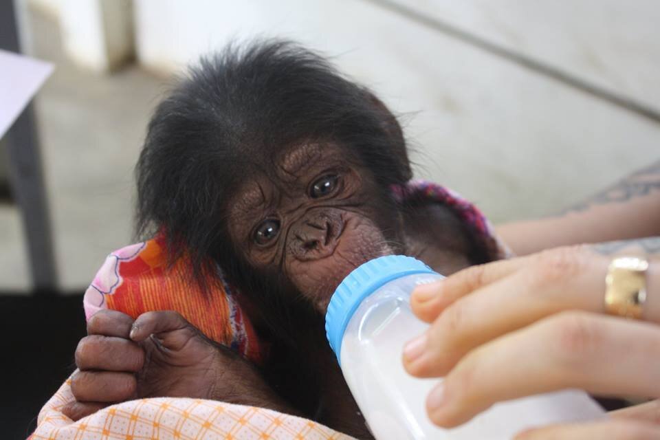 Baby Chimp Makes New Friends While He Waits To Reunite With Mom - The Dodo