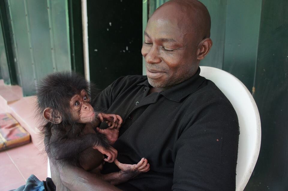 Baby Chimp Makes New Friends While He Waits To Reunite With Mom - The Dodo