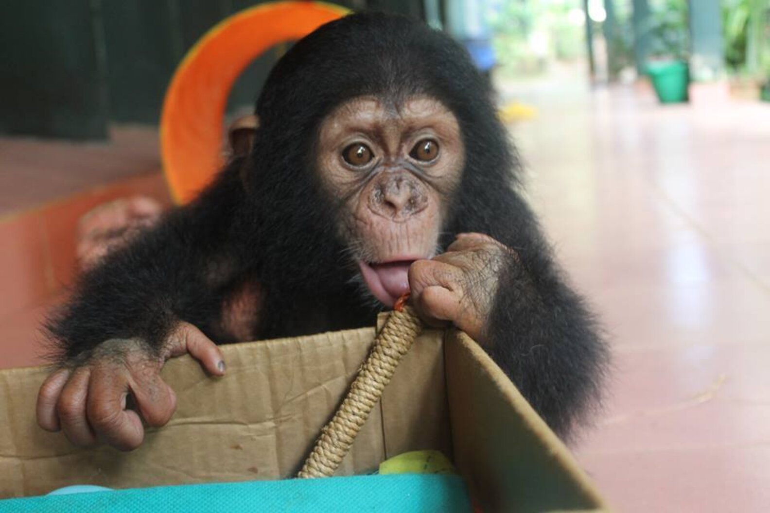 Baby Chimp Makes New Friends While He Waits To Reunite With Mom - The Dodo