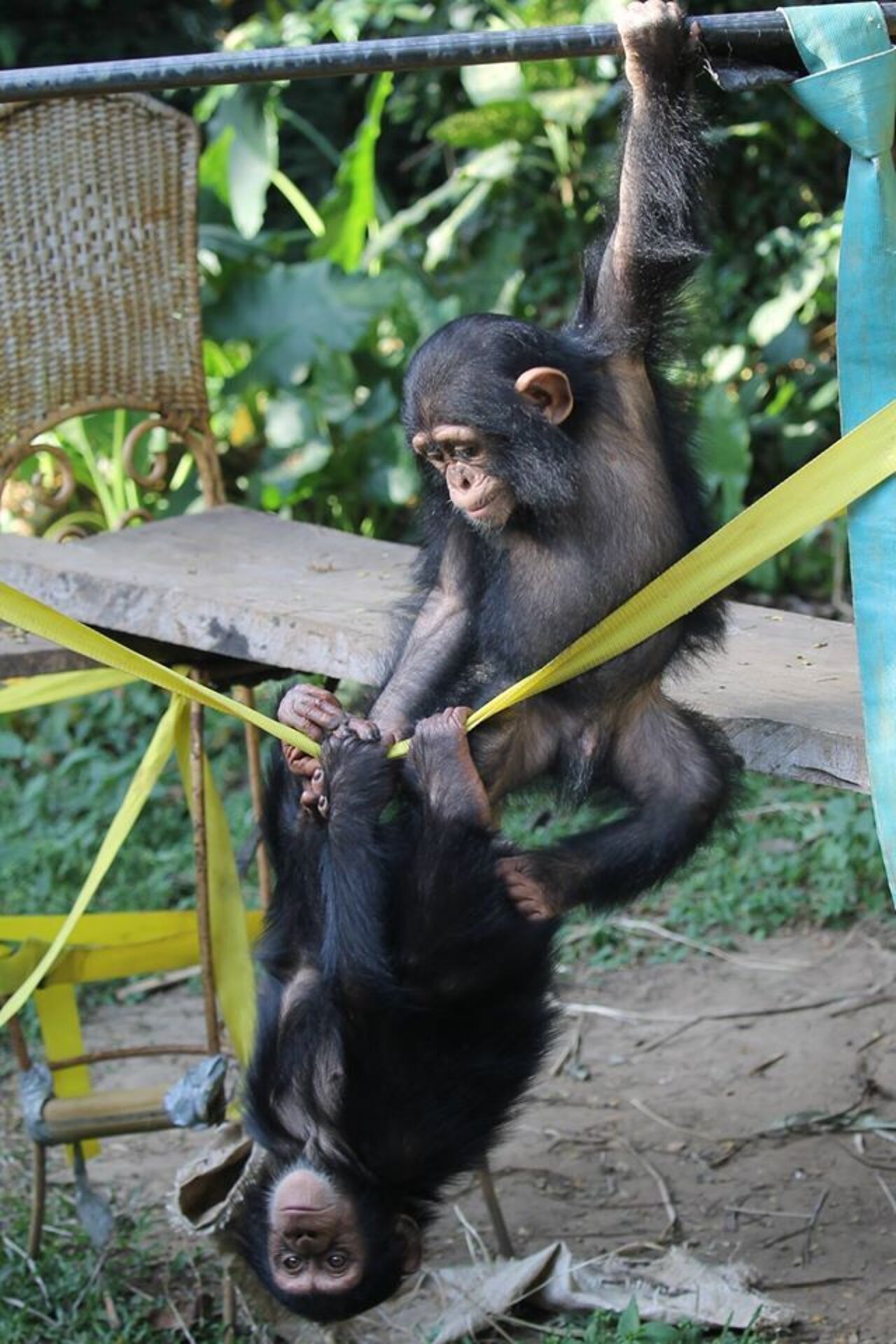 Baby Chimp Makes New Friends While He Waits To Reunite With Mom - The Dodo