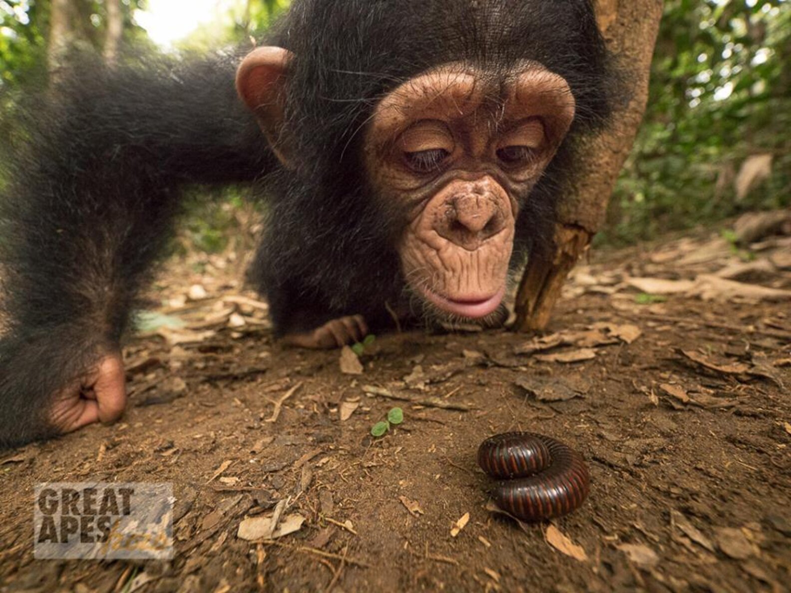 Baby Chimp Makes New Friends While He Waits To Reunite With Mom - The Dodo