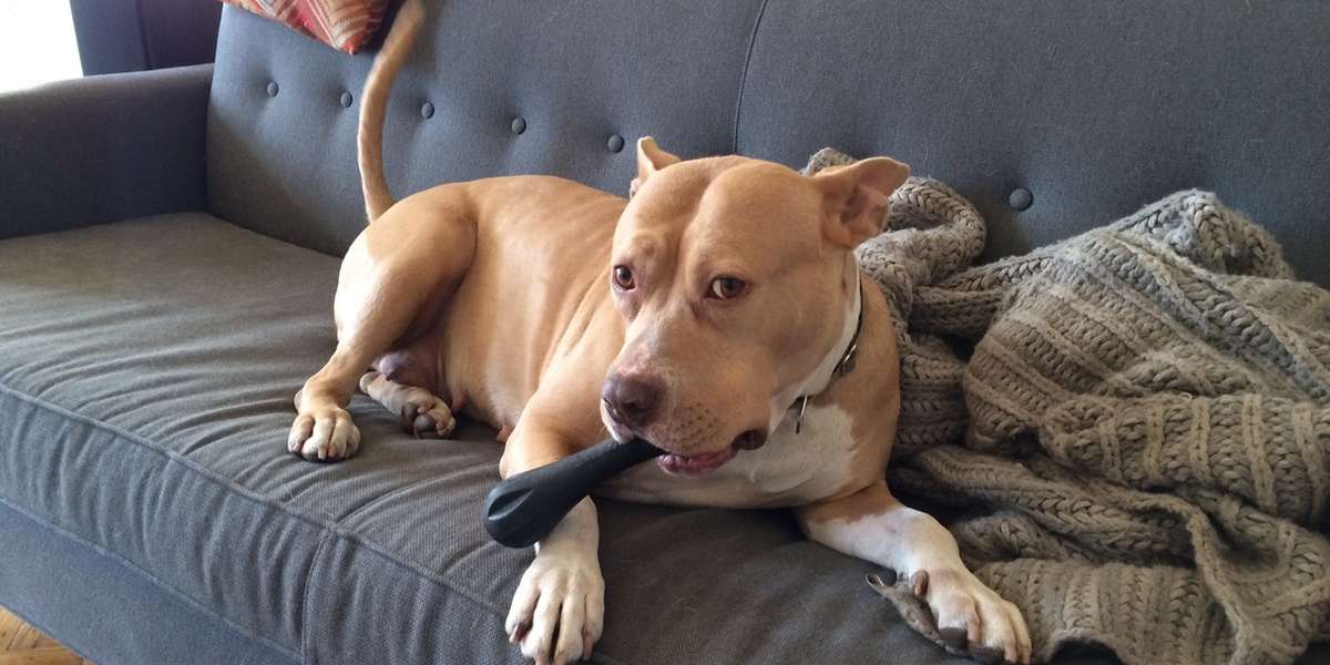 How To Foster A Pit Bull, In 29 Easy Steps - The Dodo