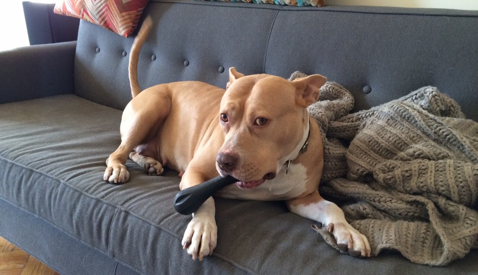 How To Foster A Pit Bull, In 29 Easy Steps - The Dodo