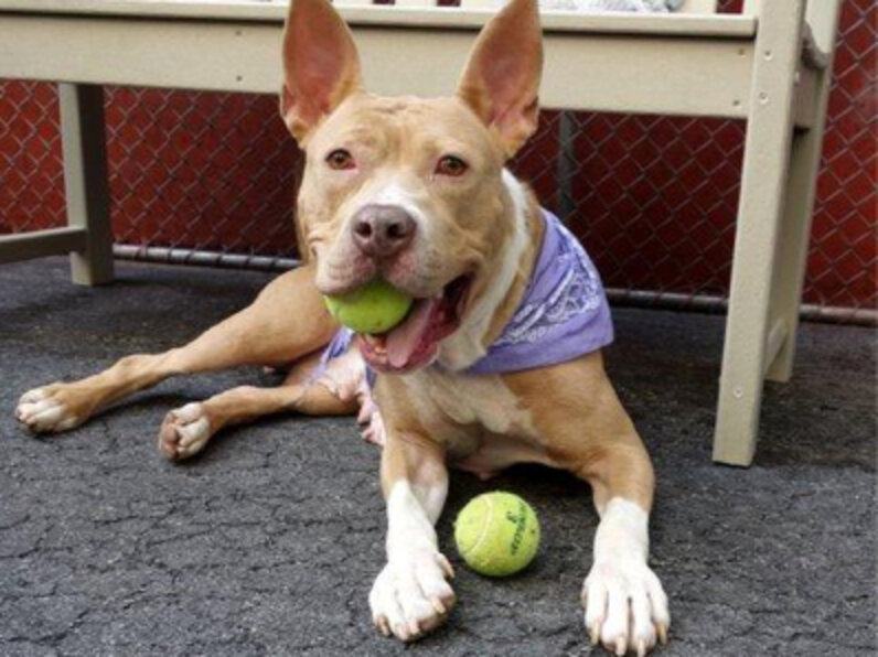 How To Foster A Pit Bull, In 29 Easy Steps - The Dodo